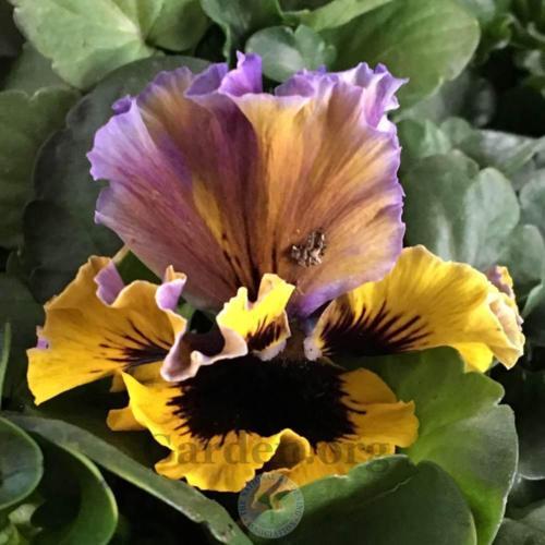 Violet (Viola cornuta 'Frizzle Sizzle Lemonberry') in the Violas ...