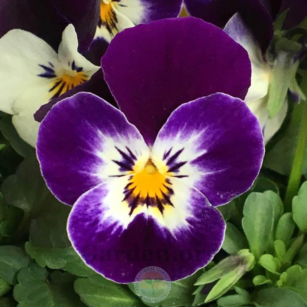 Horned Violet (Viola cornuta Penny™ Purple Marina) in the Violas ...