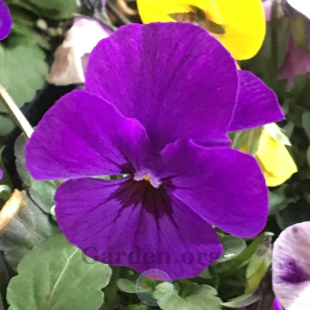 Photo of the bloom of Horned Violet (Viola cornuta Sorbet® XP Purple ...