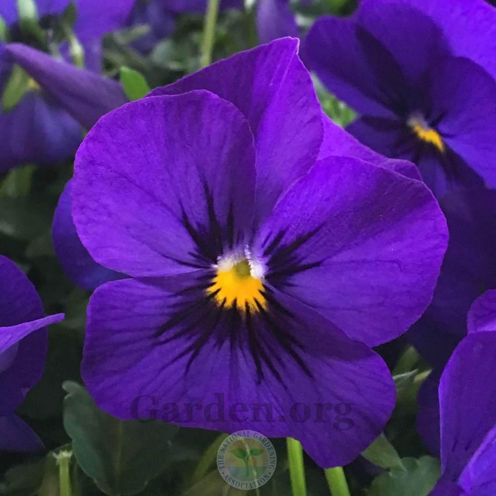 Horned Violet (Viola cornuta Penny™ Deep Blue Improved) in the Violas ...