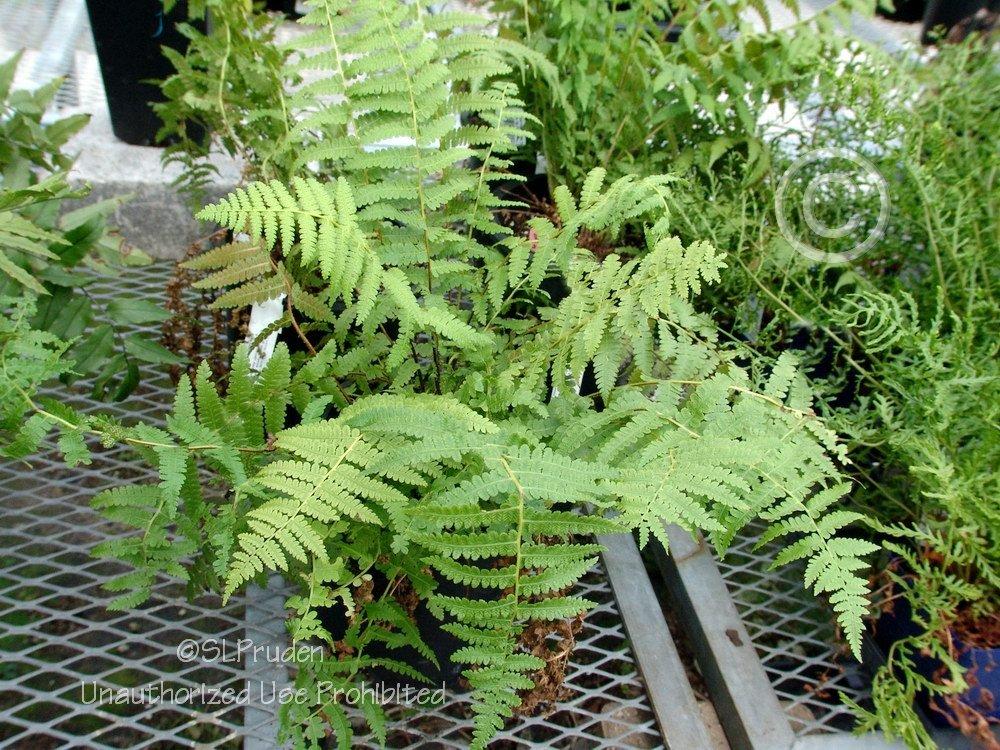 Photo of the entire plant of Deparia pycnosora posted by DaylilySLP ...