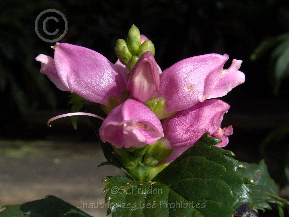 Pink Turtlehead (Chelone lyonii 'Hot Lips') - Garden.org