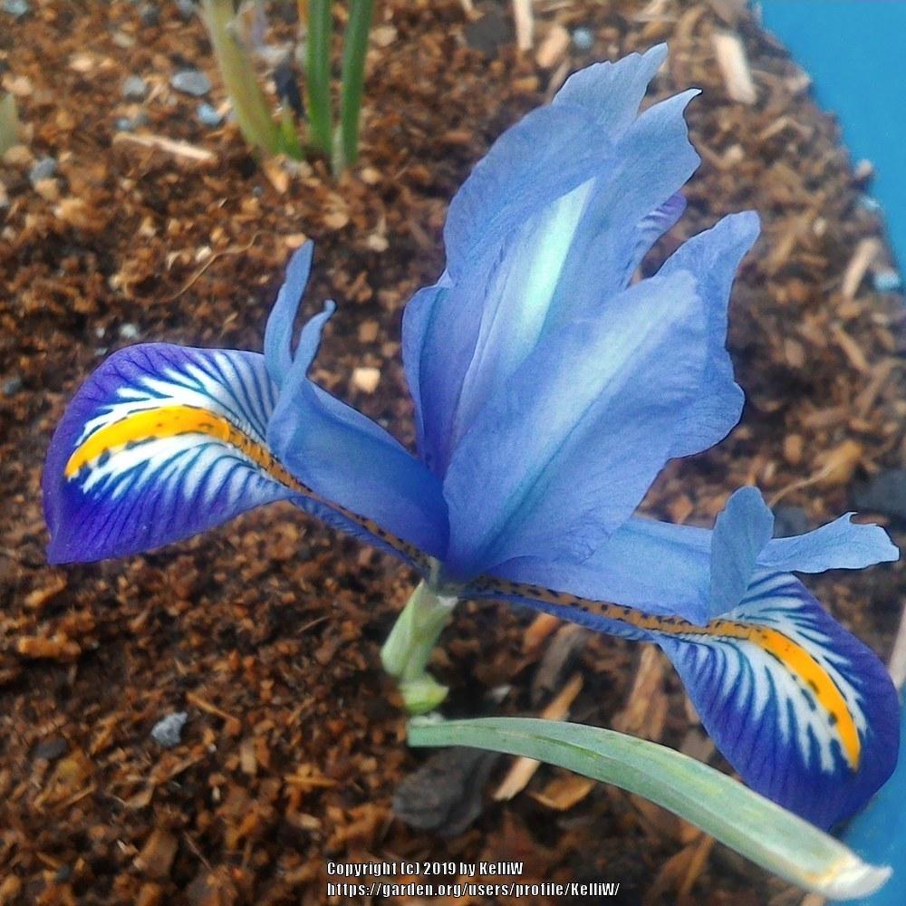 Reticulated Iris (Iris reticulata 'Carolina') in the Irises Database ...