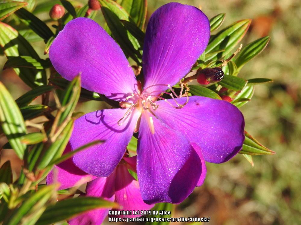 Glory Bush (Pleroma granulosum) - Garden.org