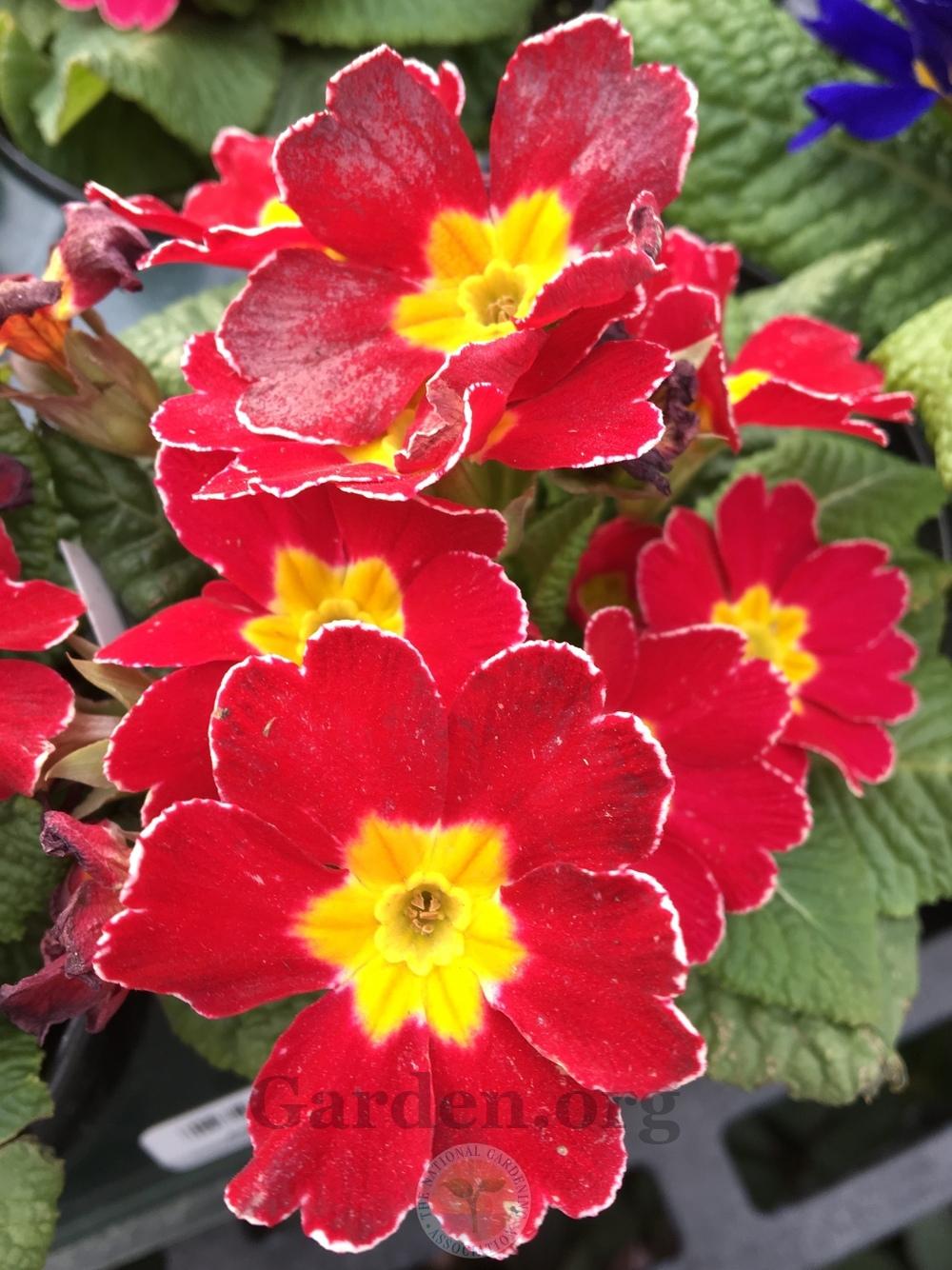 Primrose (Primula vulgaris subsp. vulgaris 'Danova Red') in the ...
