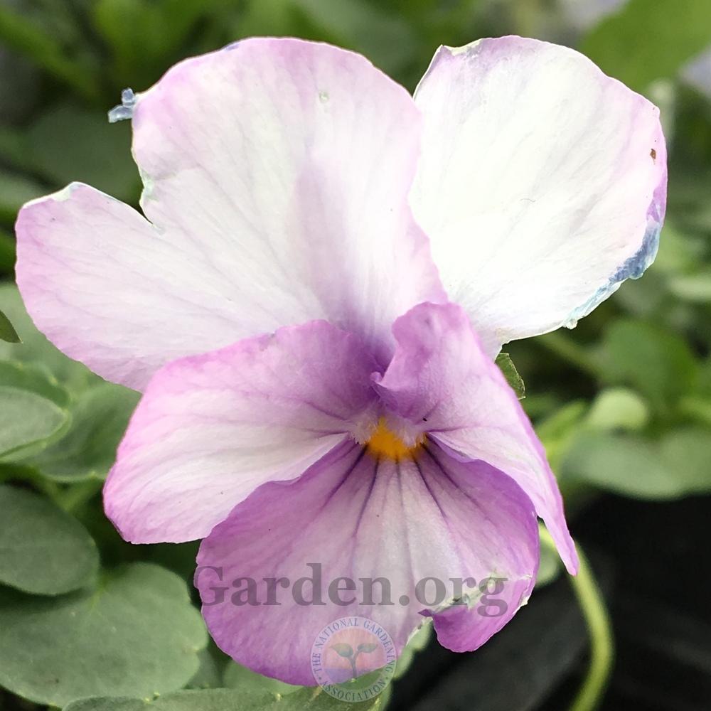 Violet (Viola Sorbet® XP Lavender Pink) in the Violas Database - Garden.org