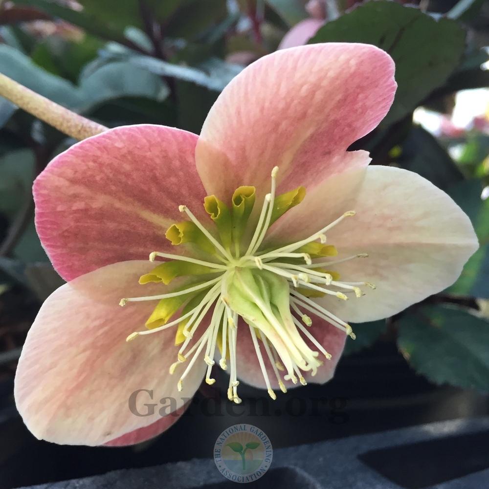 Hellebore (Helleborus Gold Collection® Merlin) in the Hellebores ...