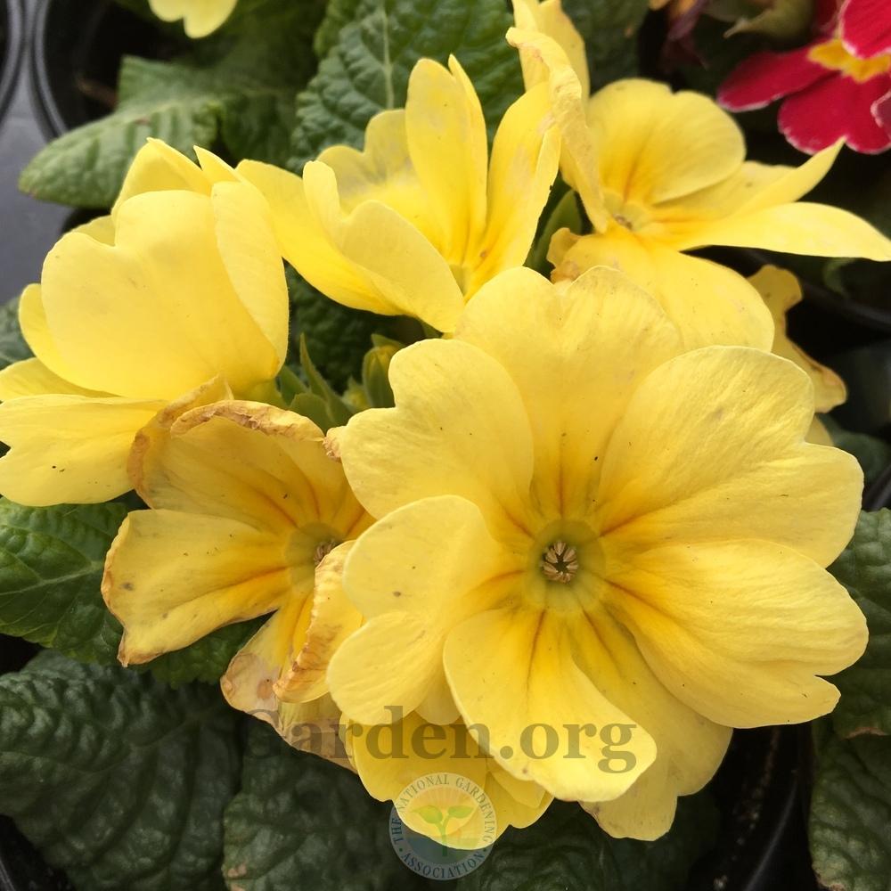 Primrose (Primula vulgaris subsp. vulgaris 'Danova Cream Yellow') in ...