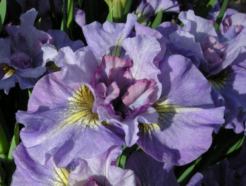 Siberian Iris (Iris 'Like Lavender') in the Irises Database - Garden.org