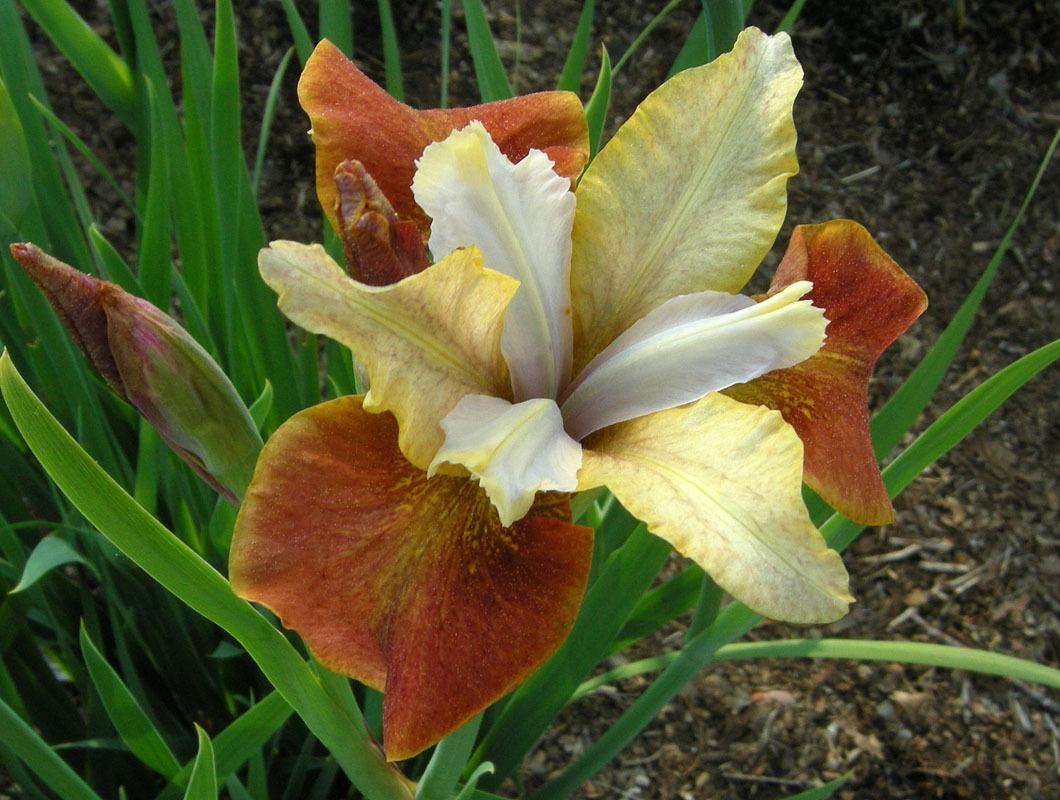 Siberian Iris (Iris 'Carlisle Caper') in the Irises Database - Garden.org