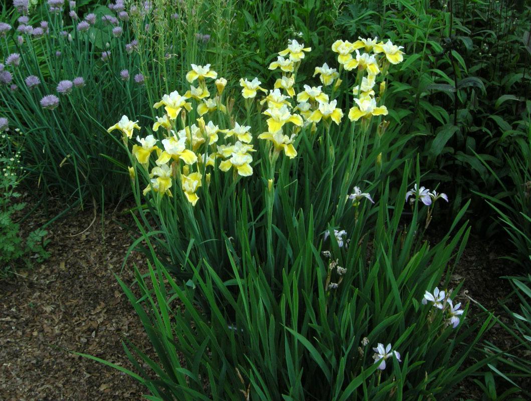 Photo of the entire plant of Siberian Iris (Iris 'Solar Energy') posted ...