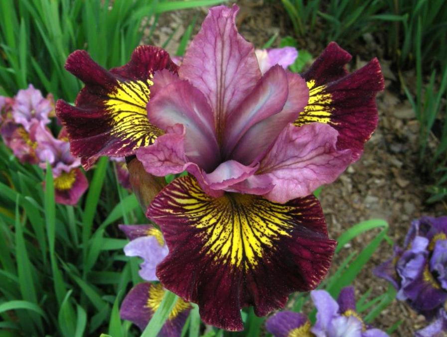 Siberian Iris (Iris 'Rubies On Tap') in the Irises Database - Garden.org
