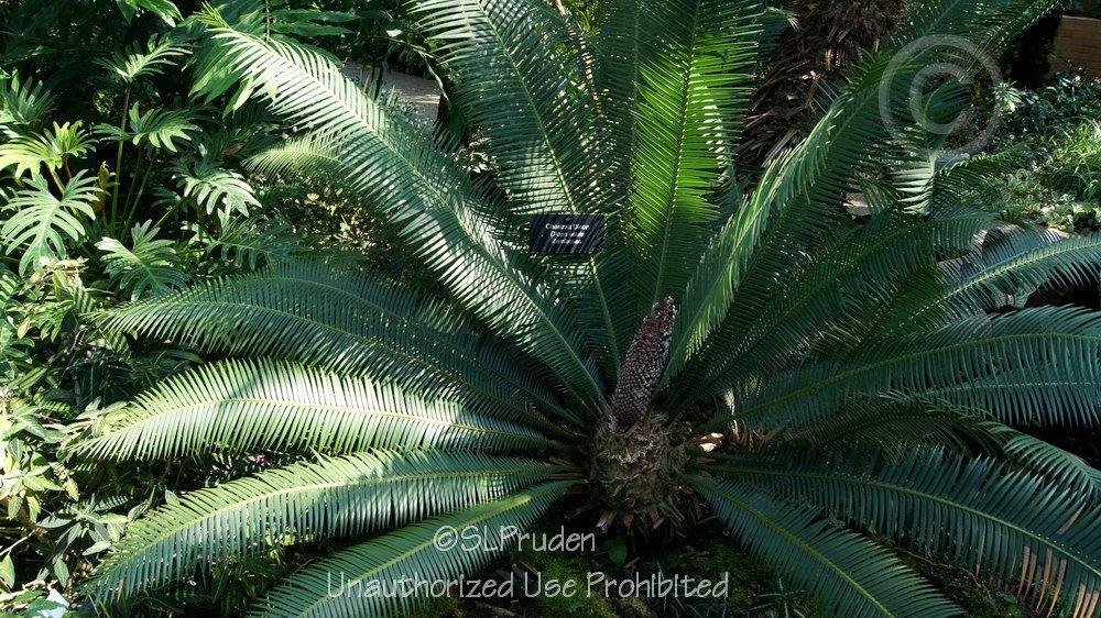 Photo of the entire plant of Chestnut Dioon (Dioon edule) posted by ...