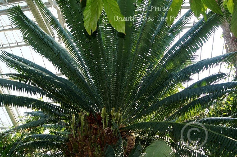 Photo of the entire plant of Giant Dioon (Dioon spinulosum) posted by ...