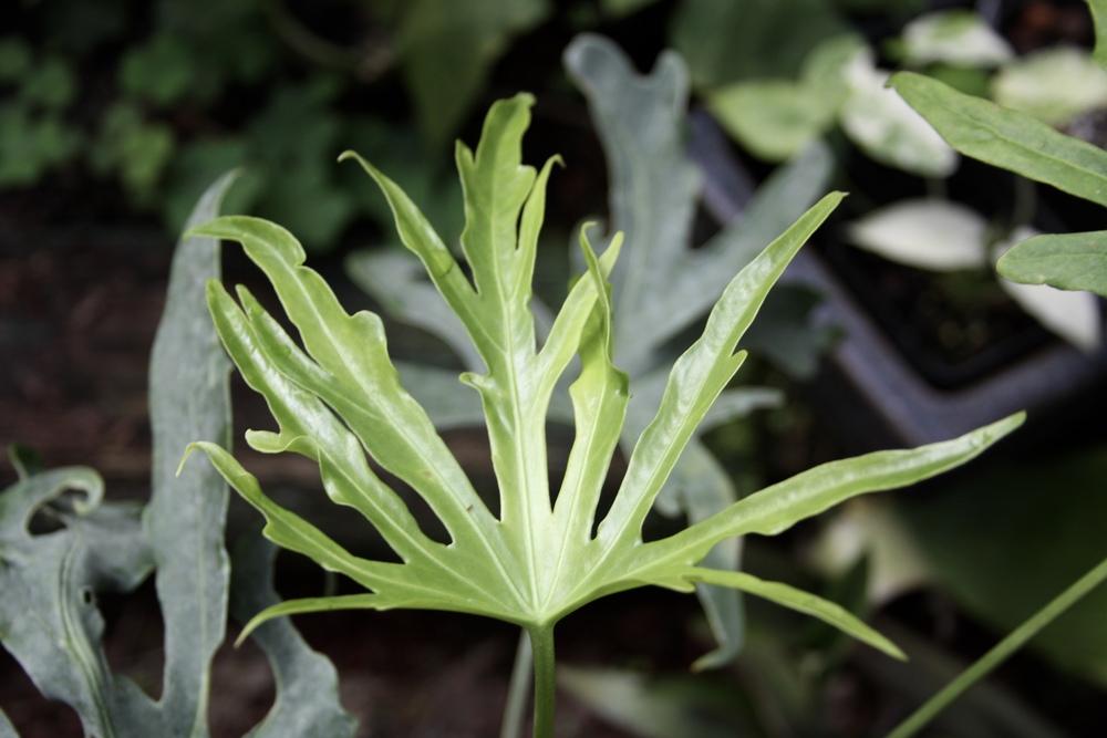 Anthuriums: Plant Care and Collection of Varieties - Garden.org