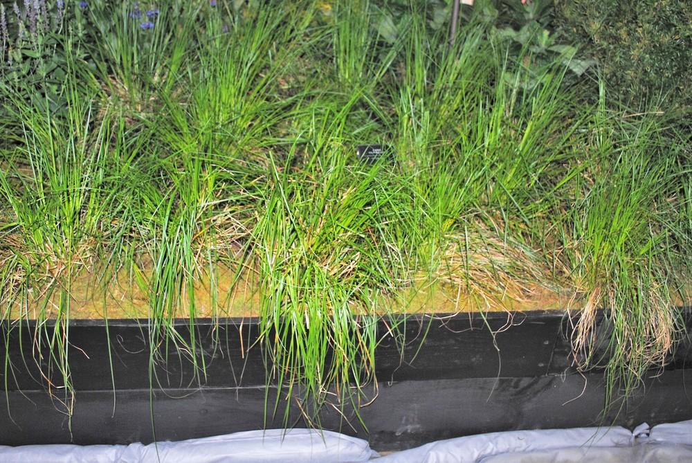 Fox Sedge (Carex vulpinoidea) in the Sedges Database - Garden.org