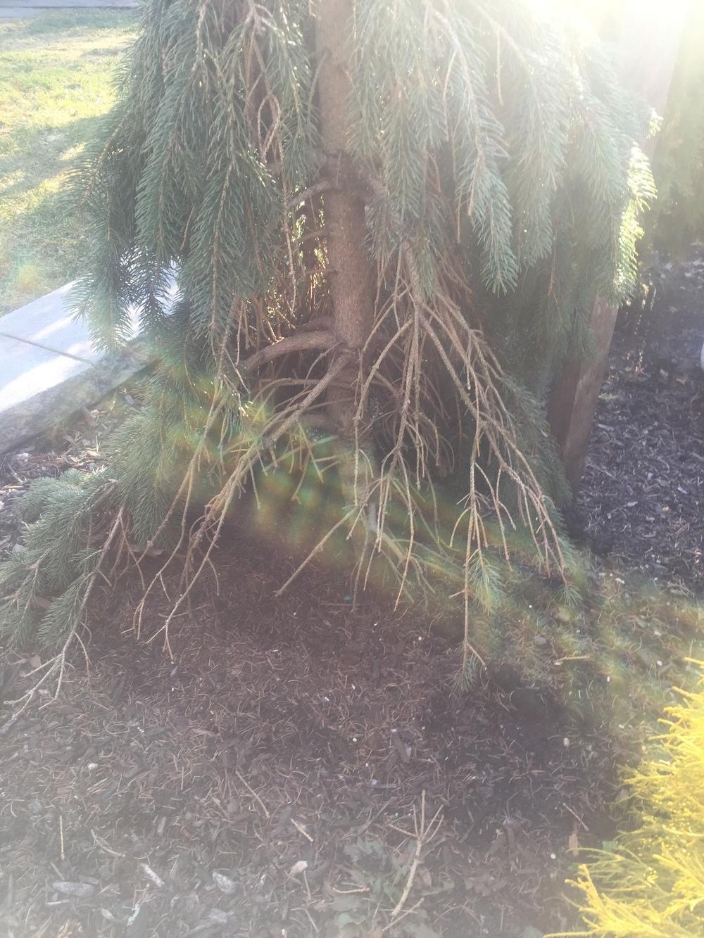 Weeping White Spruce needle drop in the Trees and Shrubs forum - Garden.org