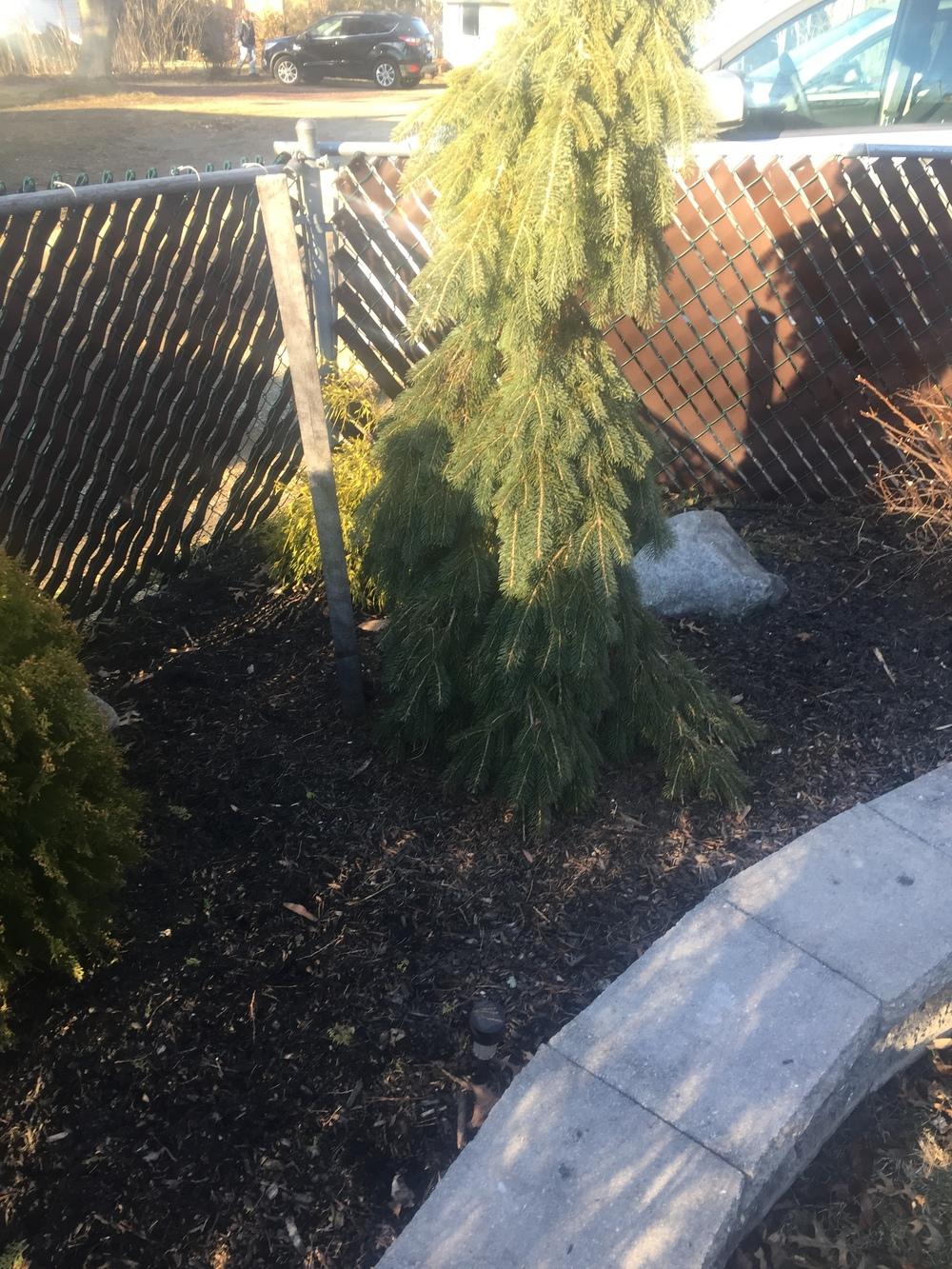 Weeping White Spruce needle drop in the Trees and Shrubs forum - Garden.org