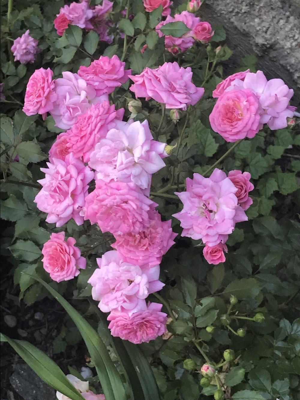 Planting Double Knock Out Roses or Drift Roses in the Roses forum ...