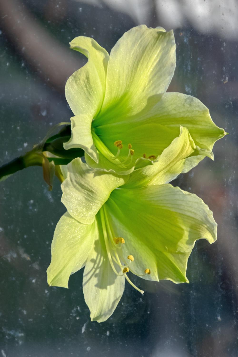 Amaryllis: Plant Care and Collection of Varieties - Garden.org