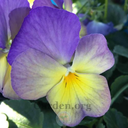 Pansy (Viola cornuta Celestial™ Starry Night) in the Violas Database ...