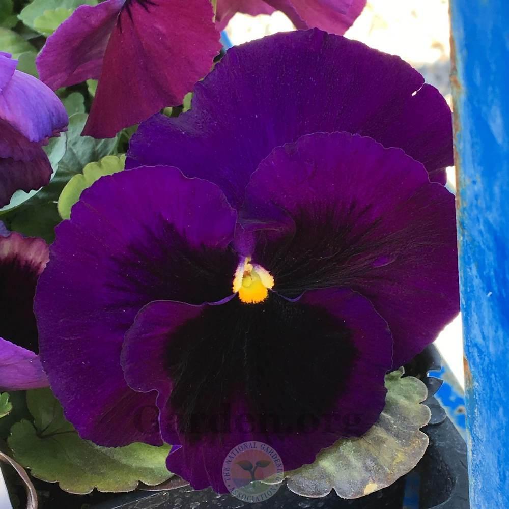 Pansy (Viola x wittrockiana Colossus™ Purple with Blotch) in the Violas ...