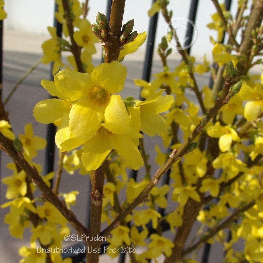 Photo of the stem, scape, stalk or bark of Border Forsythia (Forsythia ...
