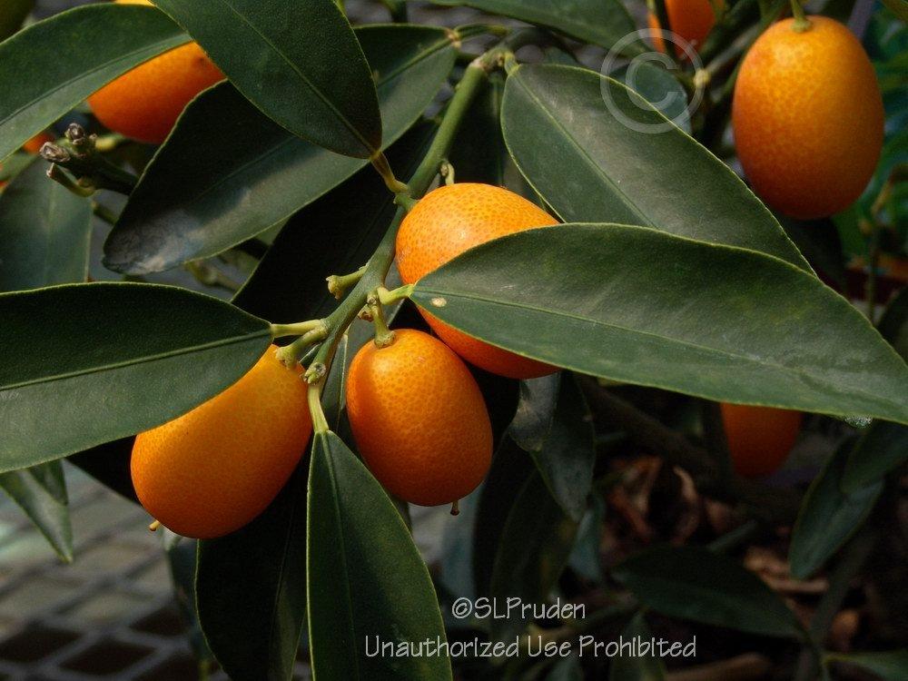 Citrus Fruits: Plant Care and Collection of Varieties - Garden.org