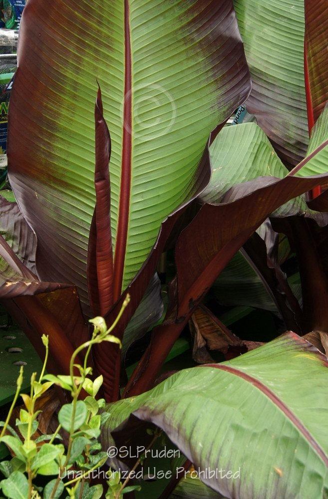 False Bananas: Plant Care and Collection of Varieties - Garden.org