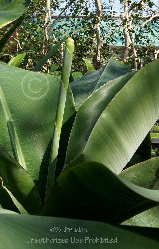 False Bananas: Plant Care and Collection of Varieties - Garden.org