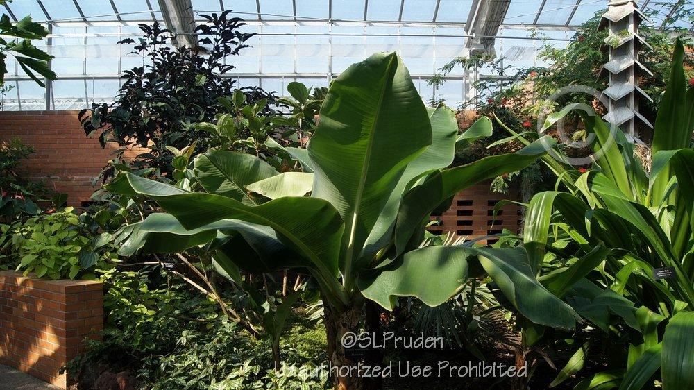 False Bananas: Plant Care and Collection of Varieties - Garden.org