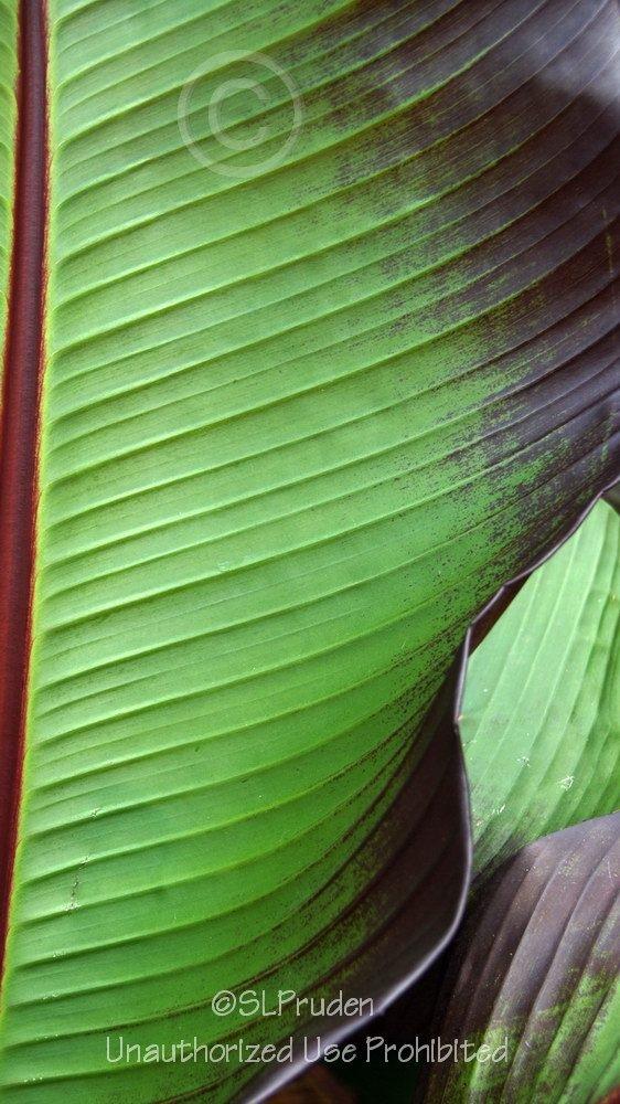 False Bananas: Plant Care and Collection of Varieties - Garden.org