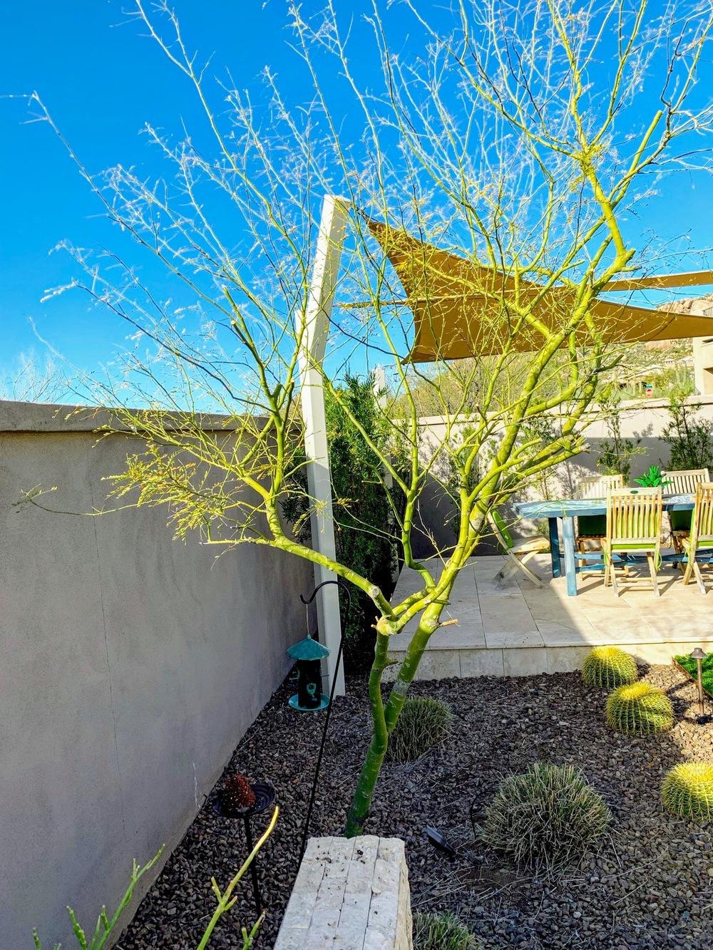 How to solve leaning tree in the Ask a Question forum - Garden.org