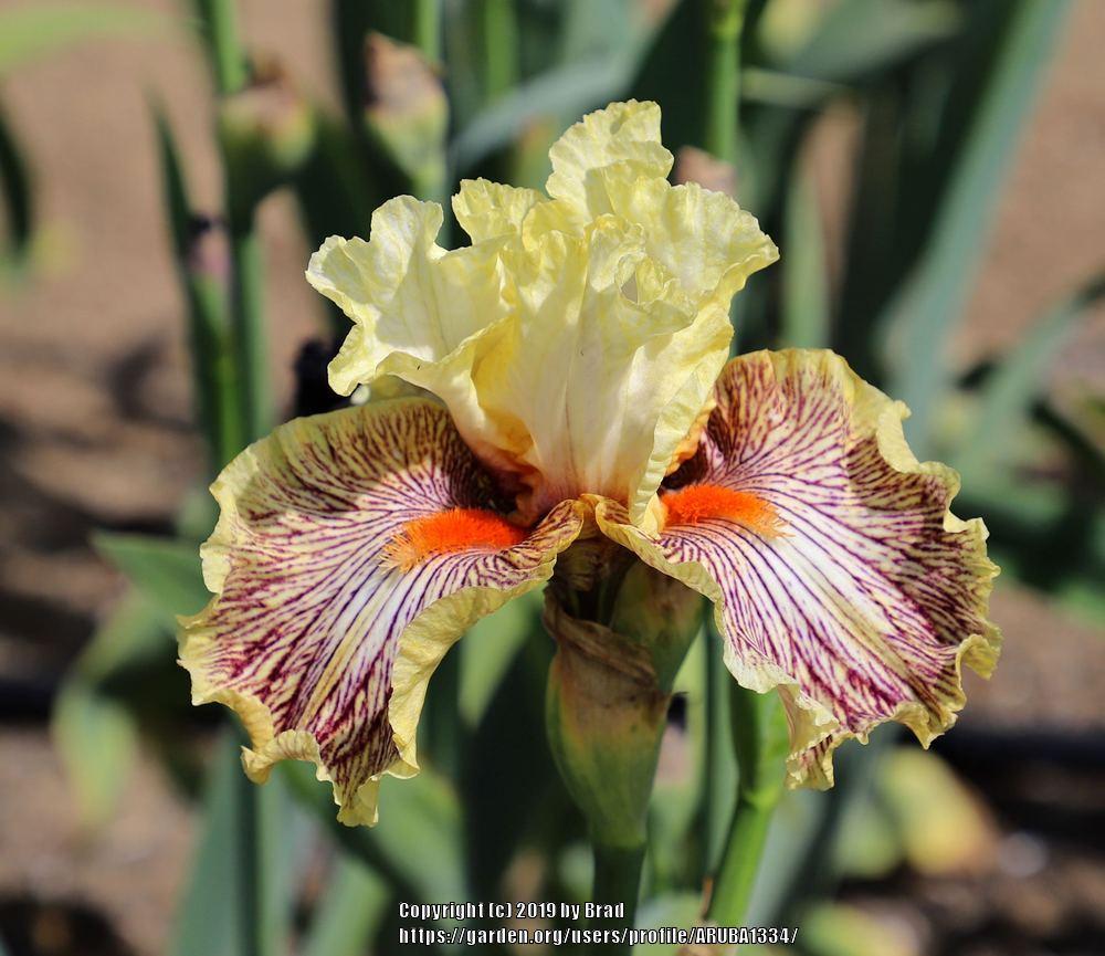 Tall Bearded Iris (Iris 'Lemon Zing') in the Irises Database - Garden.org