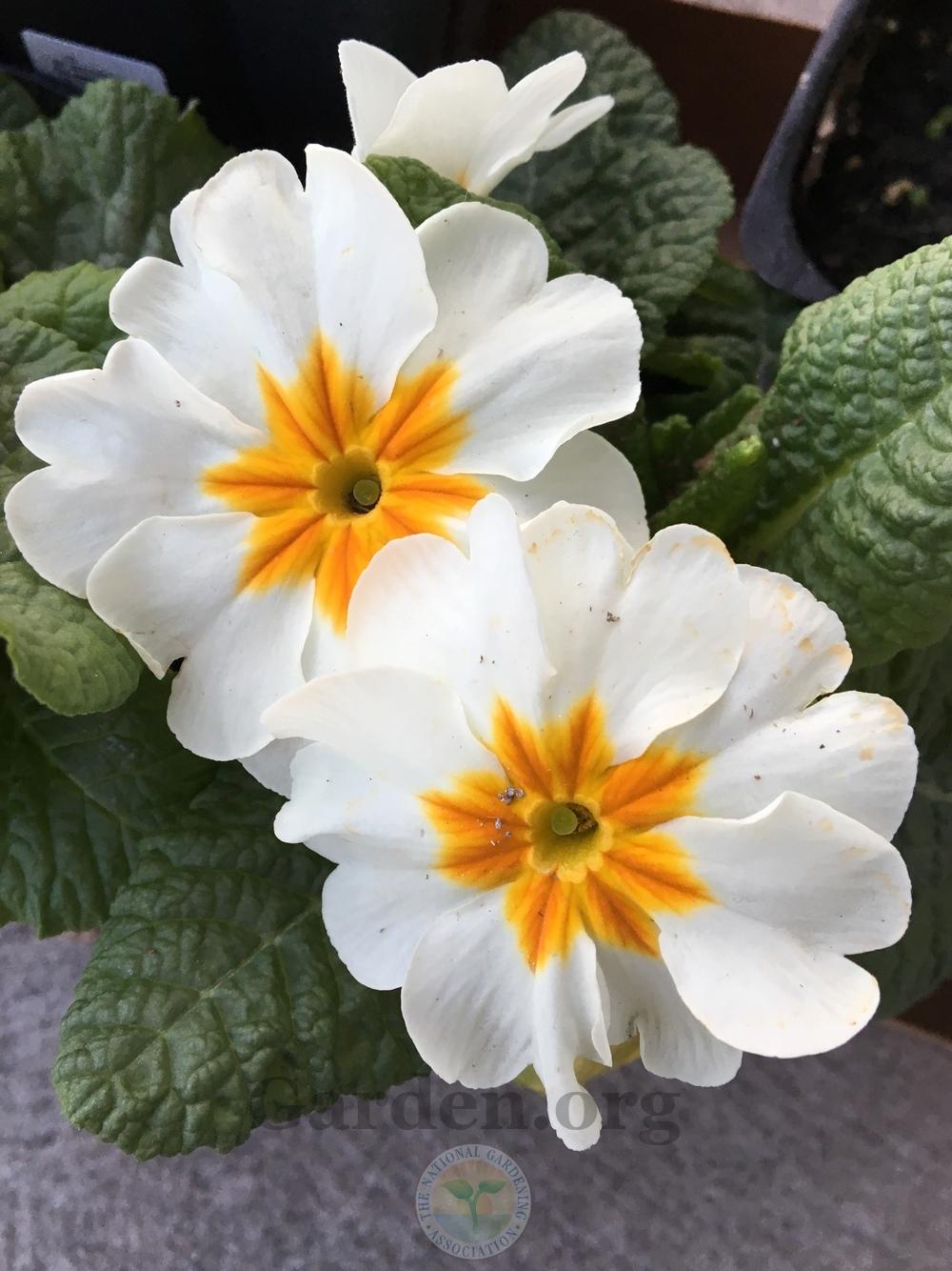 Primroses: Plant Care and Collection of Varieties - Garden.org