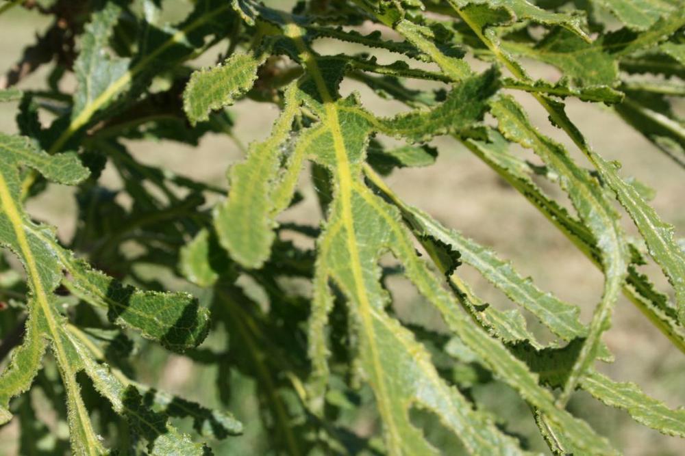 Japanese Emperor Oak (Quercus dentata 'Pinnatifida') - Garden.org