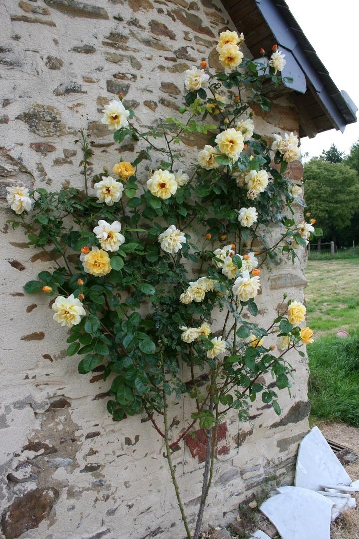 Photo of the entire plant of Rose (Rosa 'Dreaming Spires') posted by ...