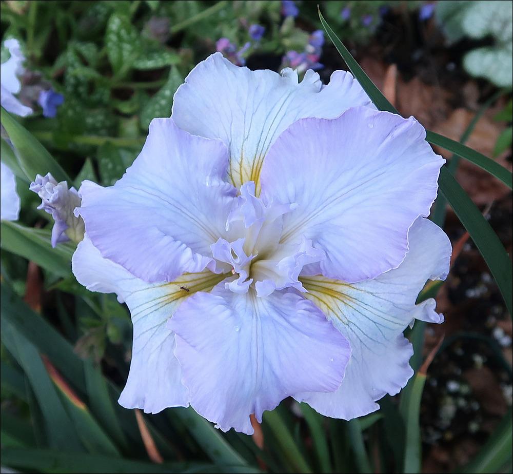 Pacific Coast Iris (Iris 'Silver Moon') in the Irises Database - Garden.org