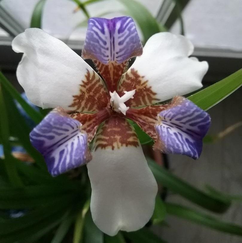 Photo of the bloom of Walking Iris (Trimezia gracilis) posted by ...