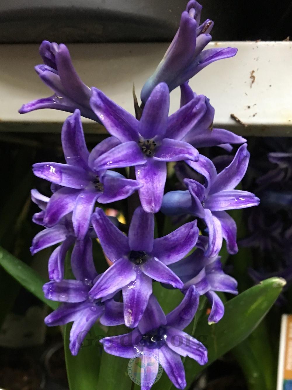 Hyacinths: Plant Care and Collection of Varieties - Garden.org