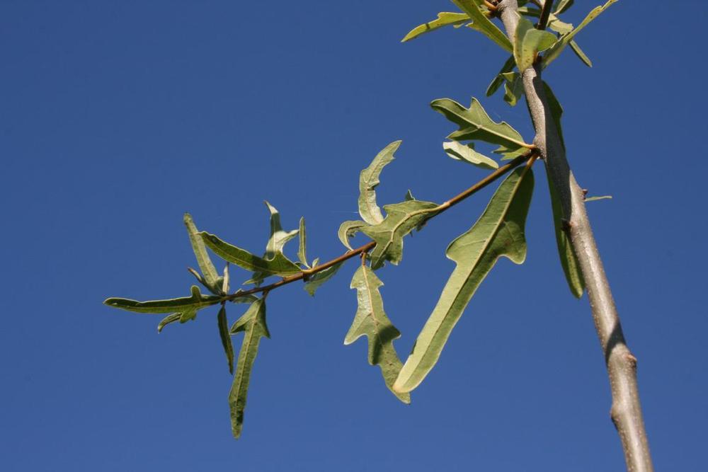 Cape Oak (Quercus x capesii) - Garden.org