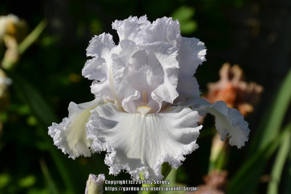 Tall Bearded Iris (Iris 'Queen of Angels') in the Irises Database ...