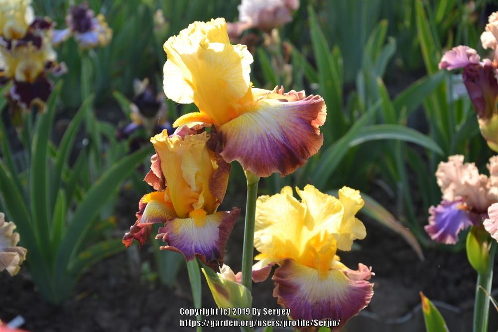 Photo of the bloom of Tall Bearded Iris (Iris 'Rainbow High') posted by ...