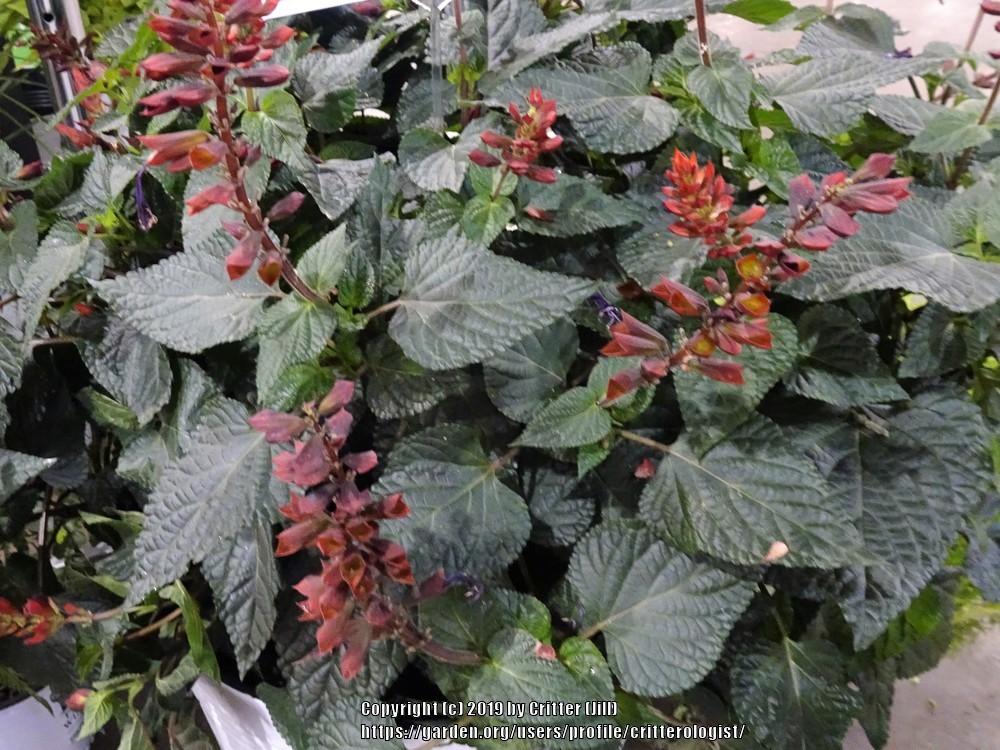 Photo of the entire plant of Salvia Rockin'® Fuchsia posted by ...