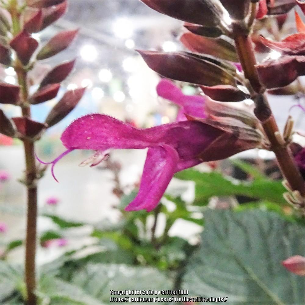 Photo of the bloom of Salvia Rockin'® Fuchsia posted by critterologist ...