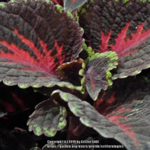 Coleus (Coleus scutellarioides ColorBlaze® Torchlight™) in the Coleus ...