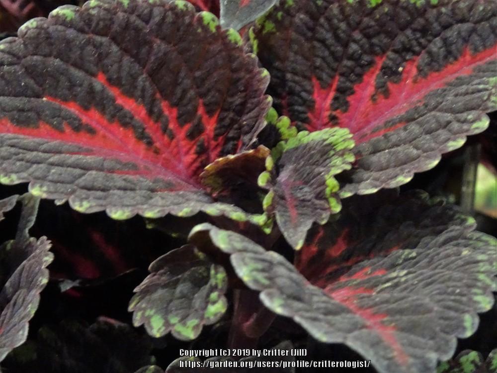 Coleus (Coleus scutellarioides ColorBlaze® Torchlight™) in the Coleus ...