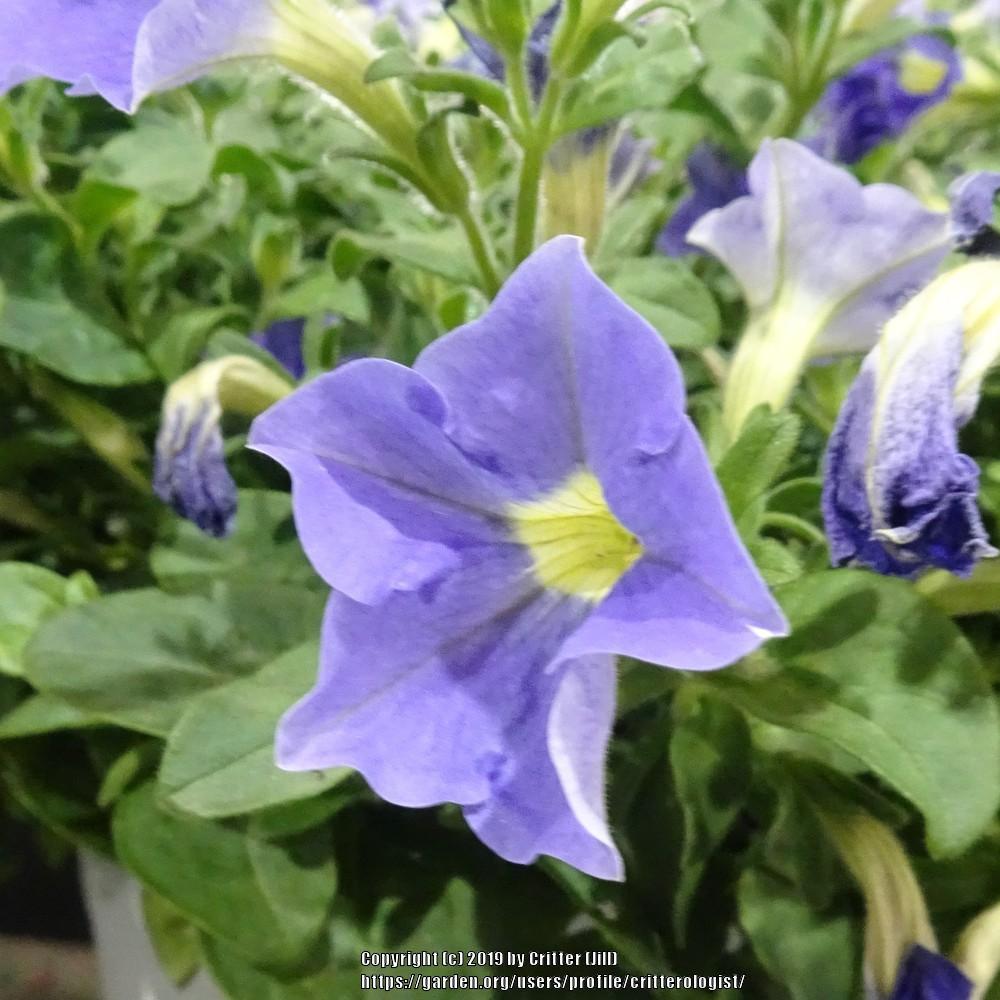 Petunia Supertunia® Blue Skies in the Petunias Database - Garden.org