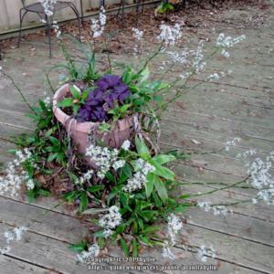 Basket Plant (Callisia fragrans) - Garden.org