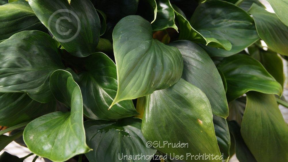 Homalomenas: Plant Care and Collection of Varieties - Garden.org